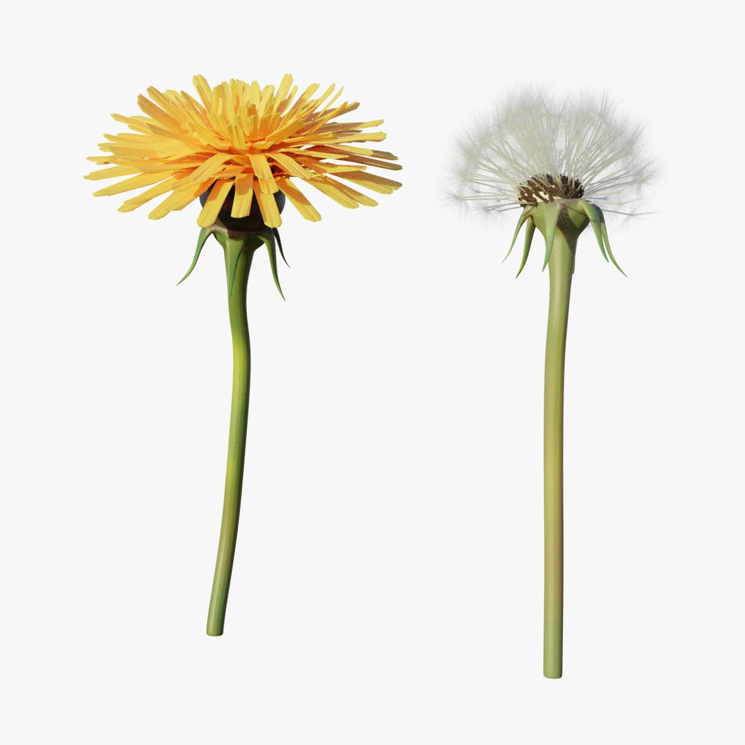 3D Model Dandelion Set - TurboSquid 1746040
