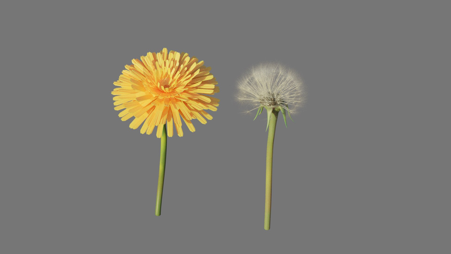 3D Model Dandelion Set - TurboSquid 1746040