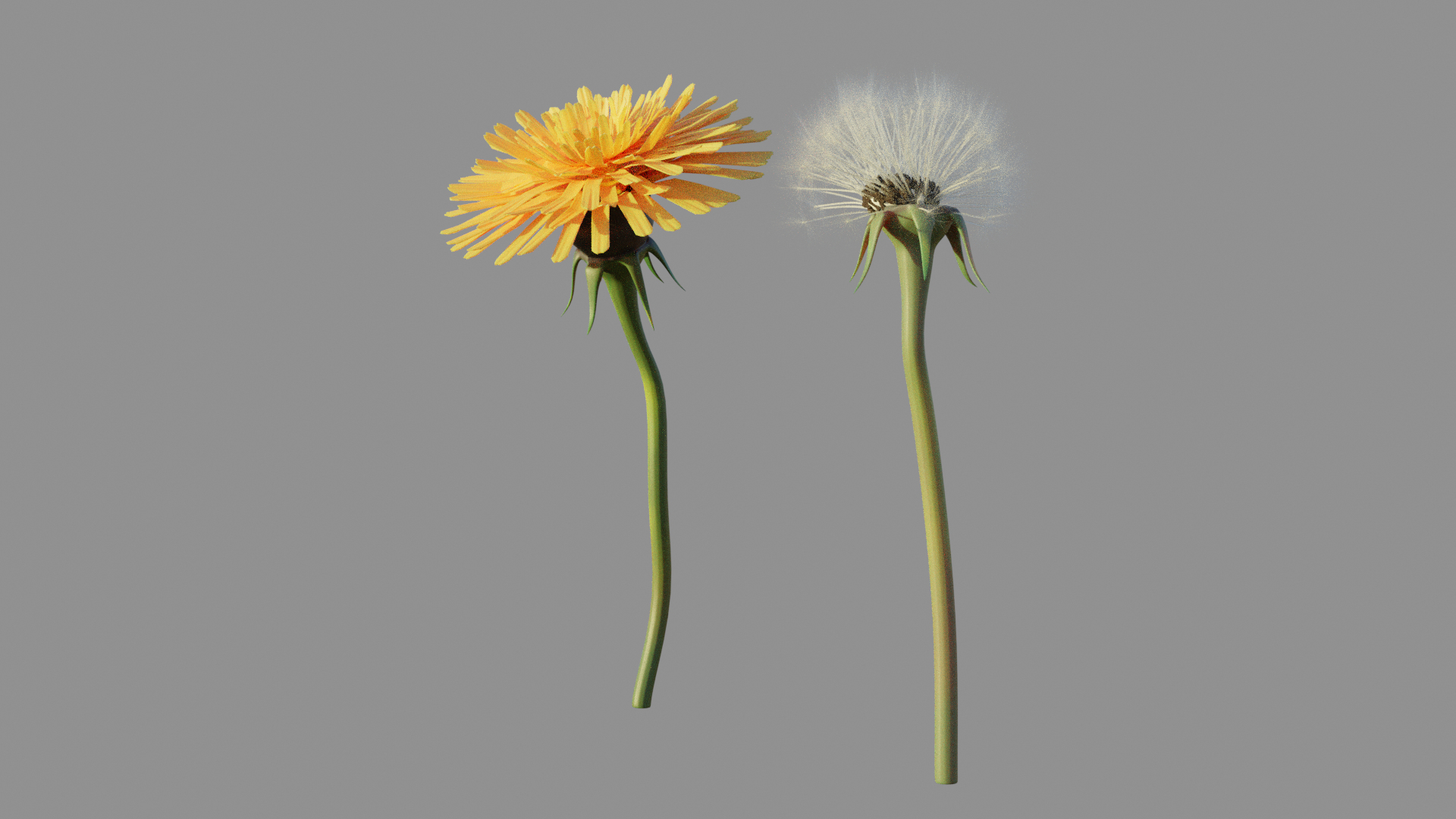 3D Model Dandelion Set - TurboSquid 1746040