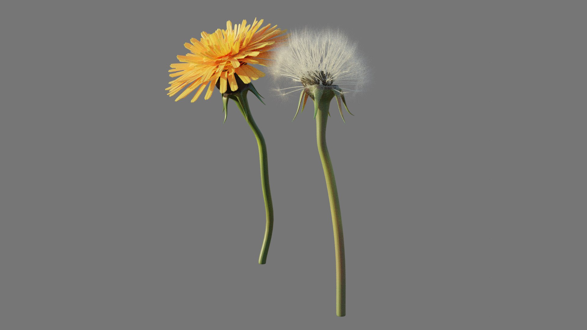 3D Model Dandelion Set - TurboSquid 1746040
