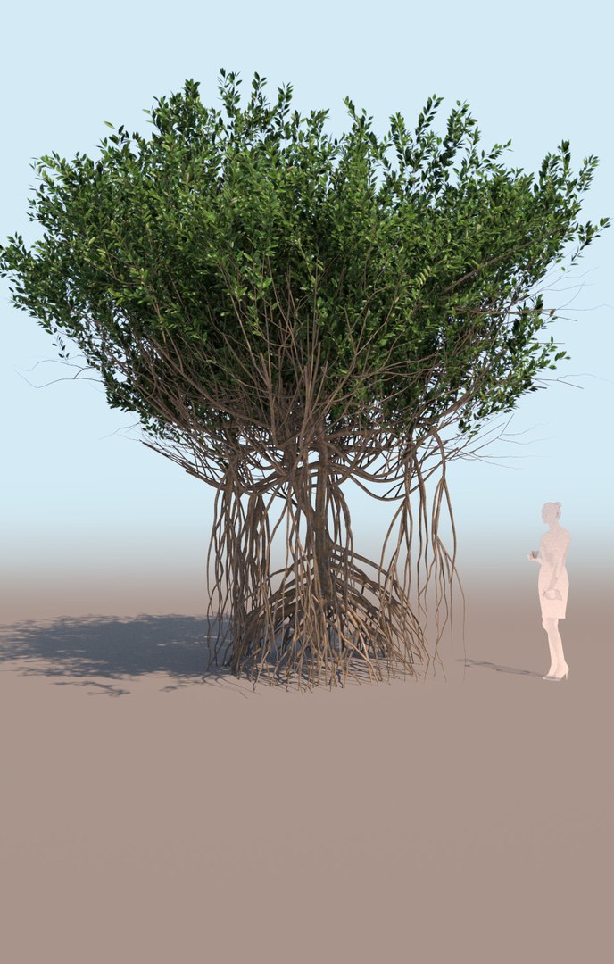 3D Mangrove Tree Rhizophora Mangle - TurboSquid 1520440
