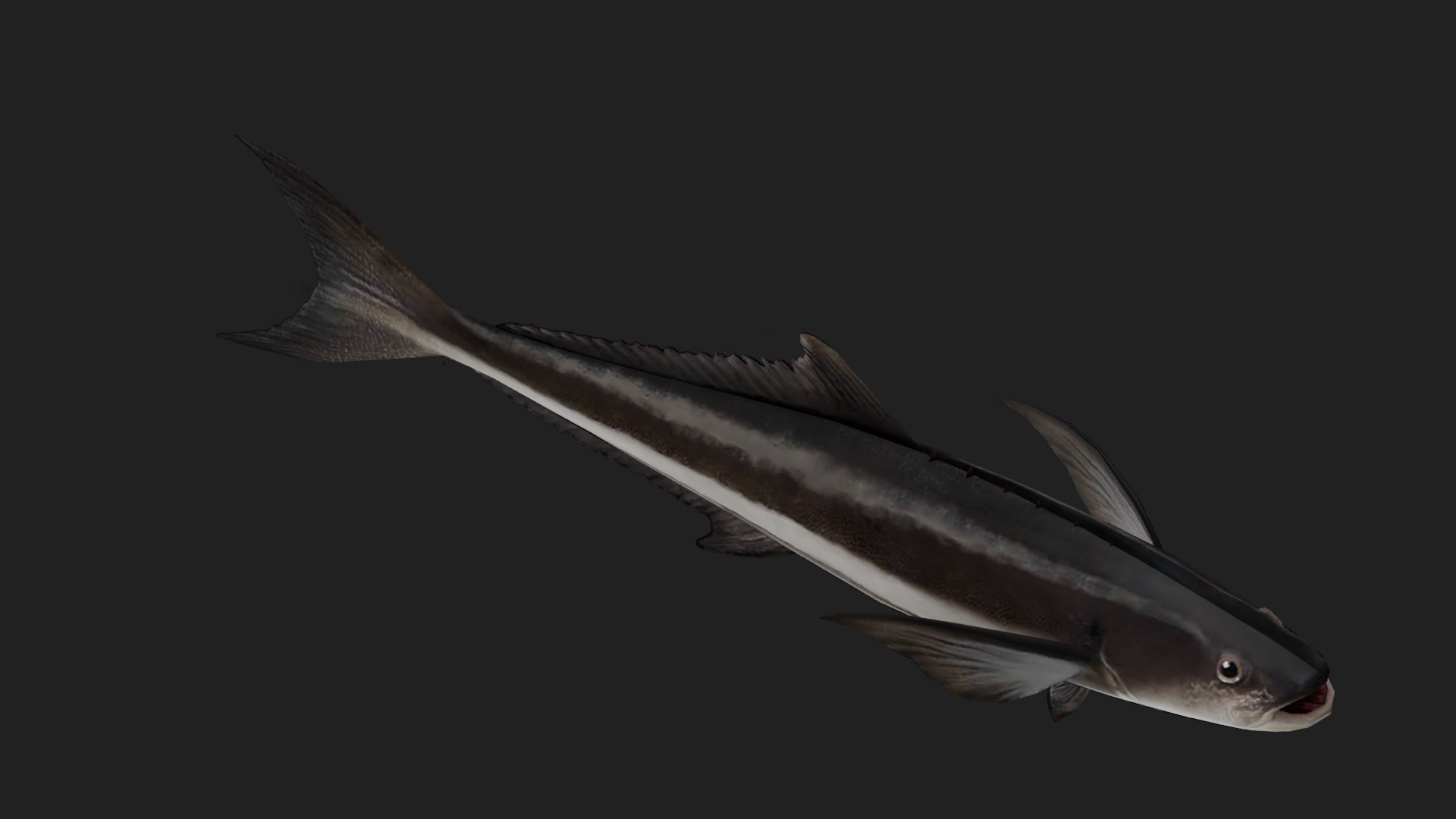 3D Bass Fish - TurboSquid 2123106