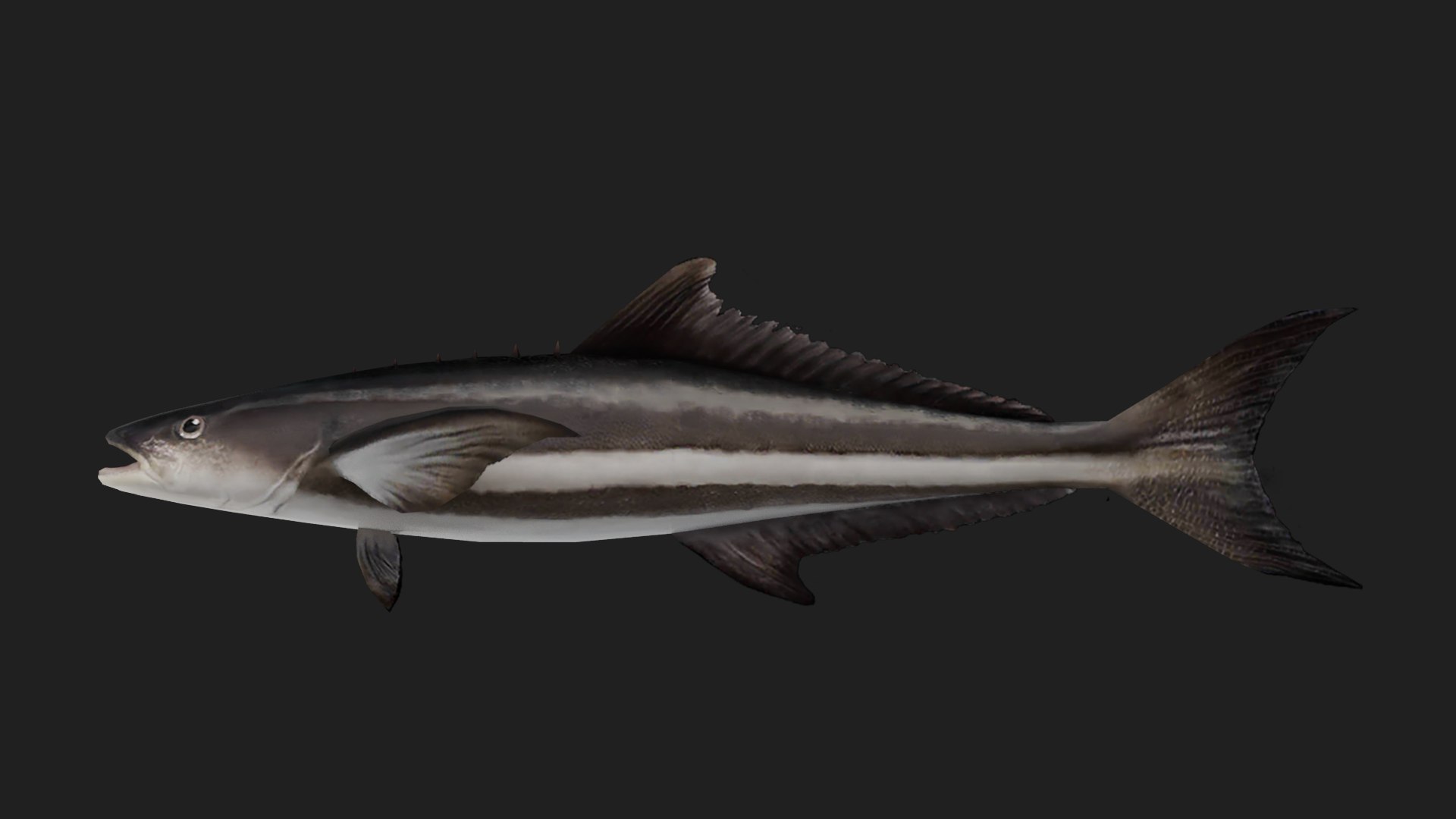 3D Bass Fish - TurboSquid 2123106
