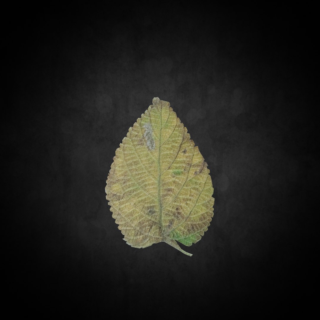 Low Poly Leaf 044 3D Model - TurboSquid 1852401