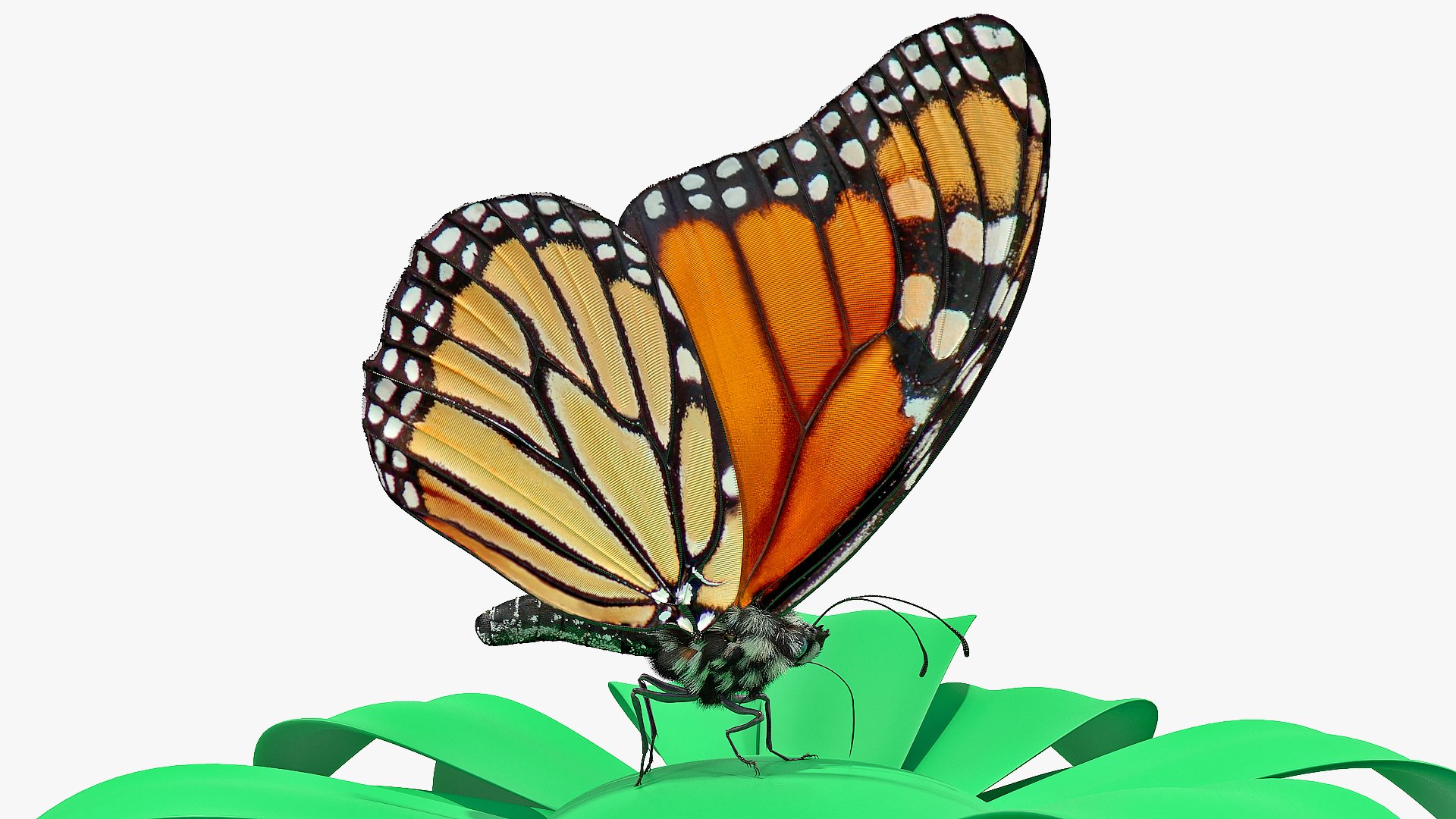 Monarch Butterfly Sits Flower Model - TurboSquid 1566805