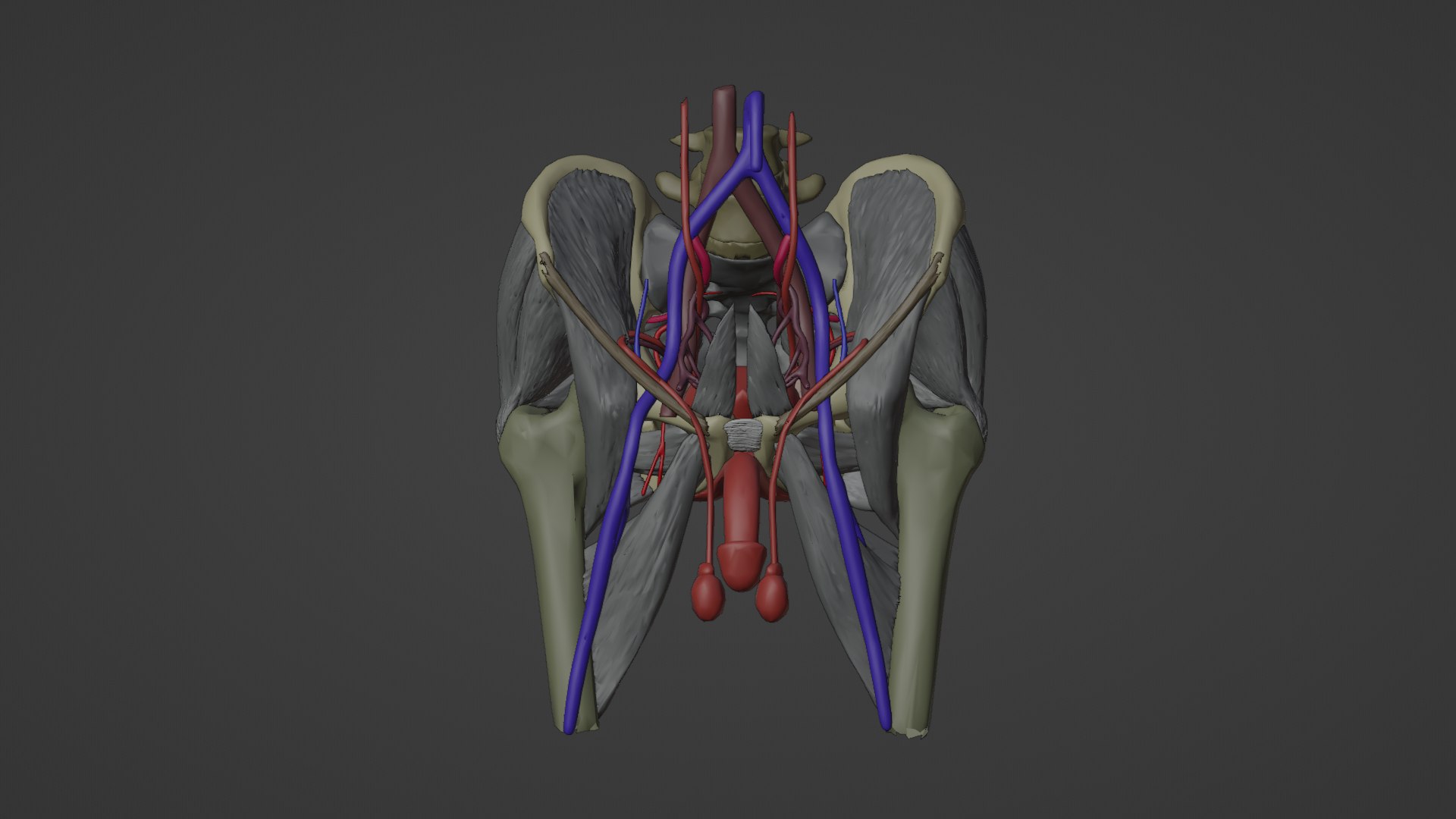 3D Model Of Male Pelvis And Reproductive System 3D - TurboSquid 2080614