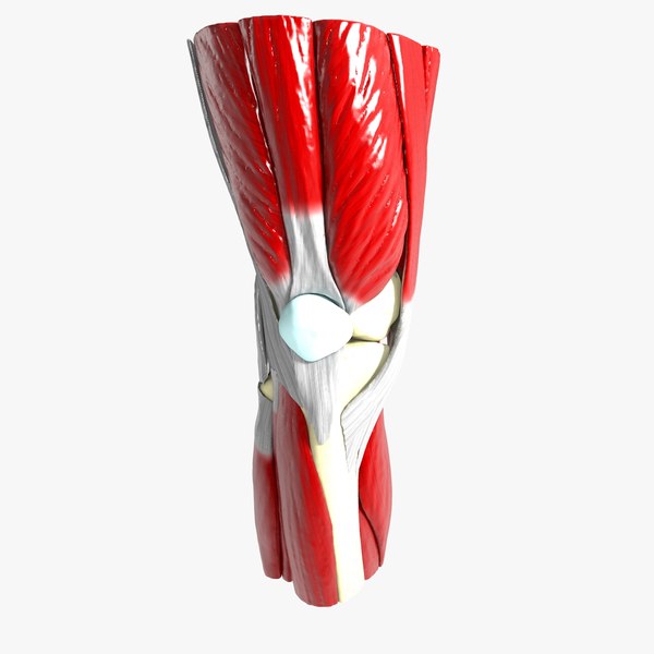 3D Knee Models | TurboSquid