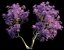 3D Spring Trees Hd Model - TurboSquid 1550606