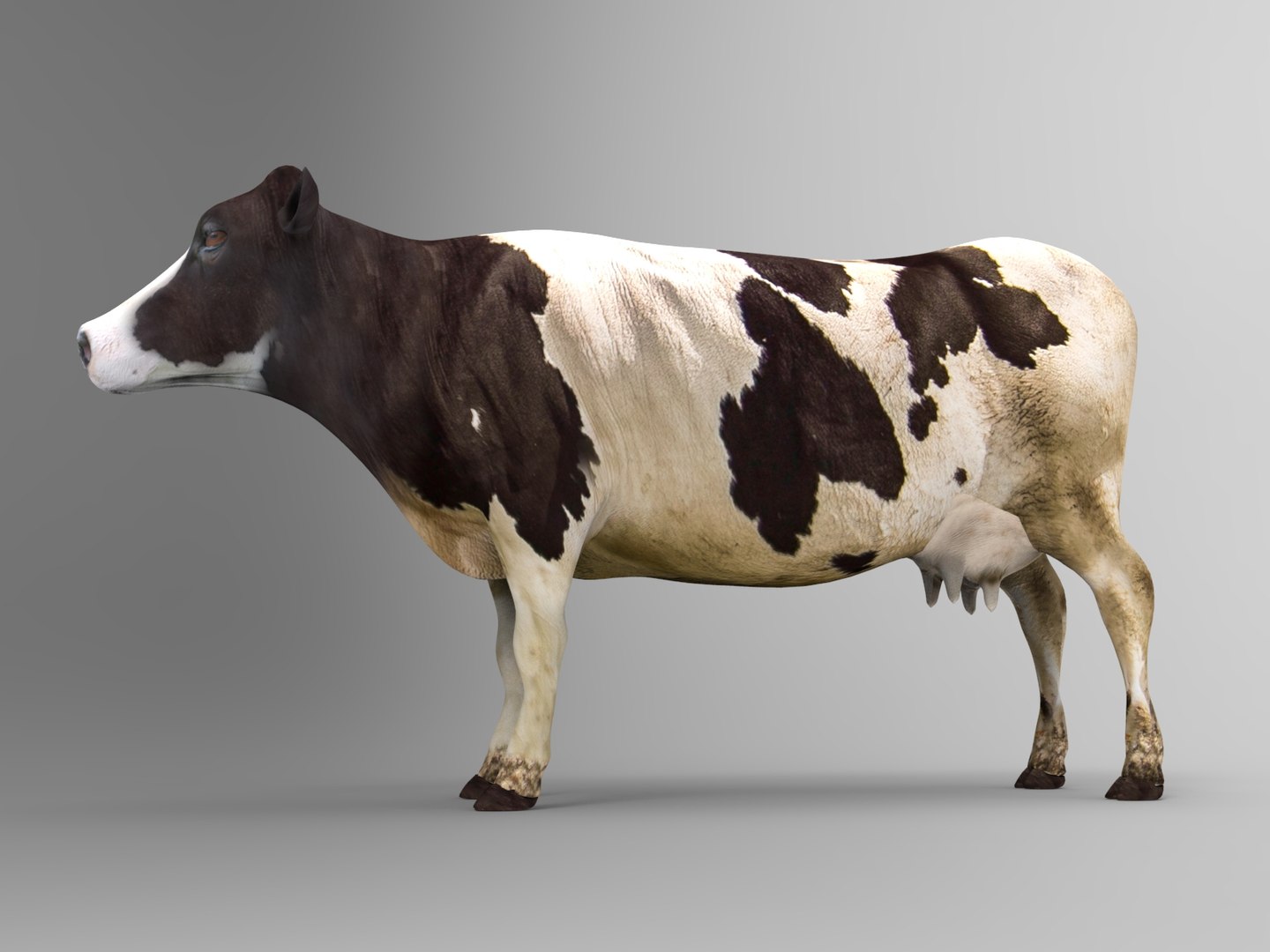 3D Cow Cattle - TurboSquid 1196407