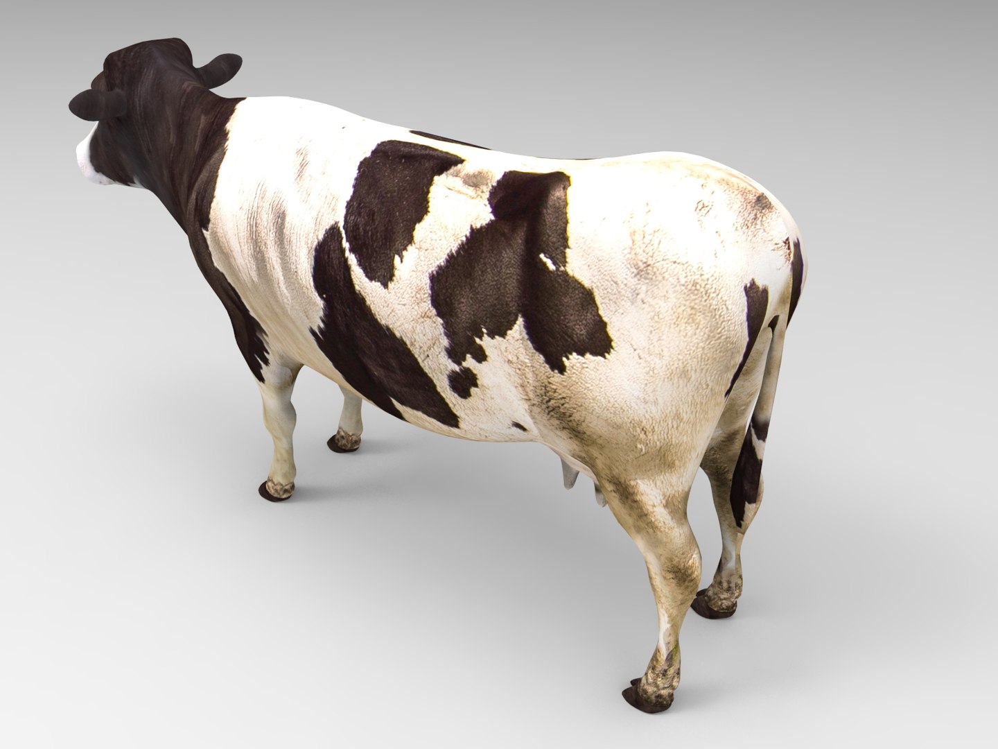 3D Cow Cattle - TurboSquid 1196407