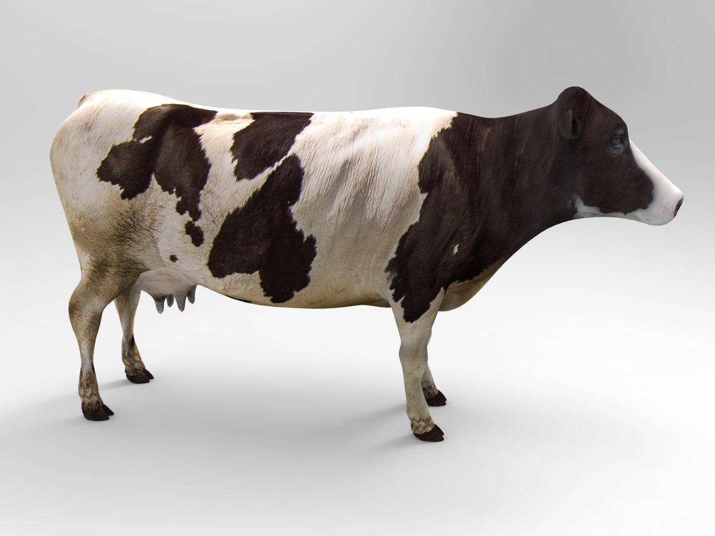 3D Cow Cattle - TurboSquid 1196407