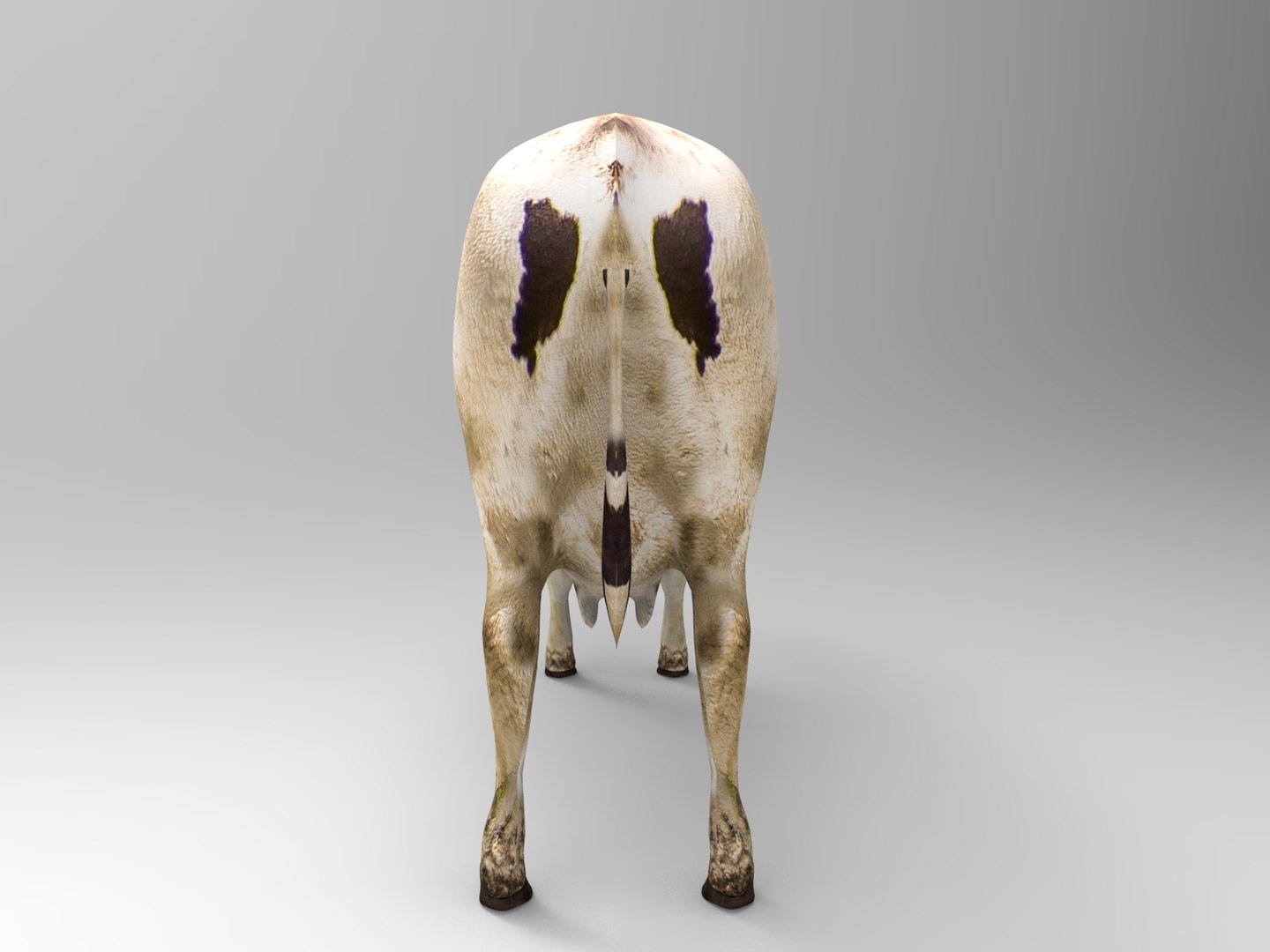 3D Cow Cattle - TurboSquid 1196407