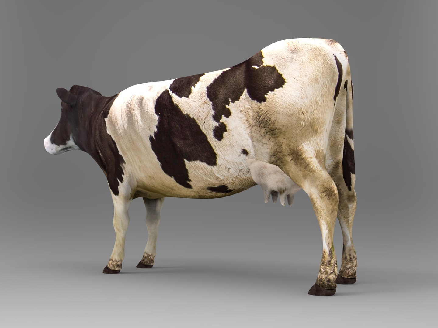 3D Cow Cattle - TurboSquid 1196407