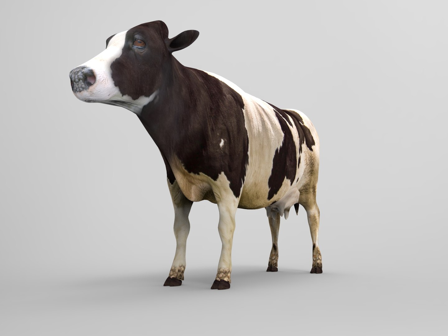 3D Cow Cattle - TurboSquid 1196407