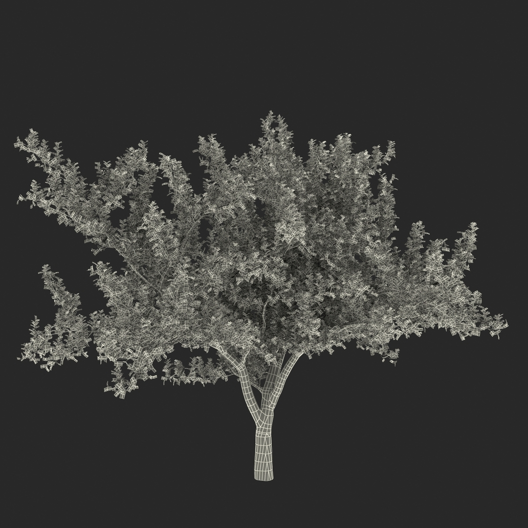 Apple Tree 2 3d Model