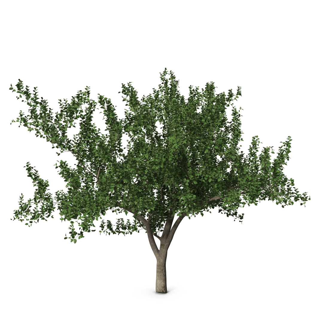 Apple Tree 2 3d Model