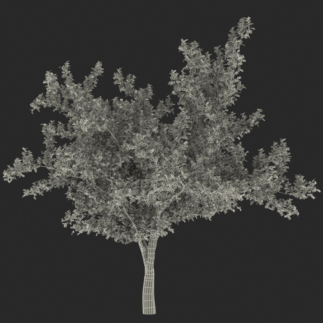 Apple Tree 2 3d Model
