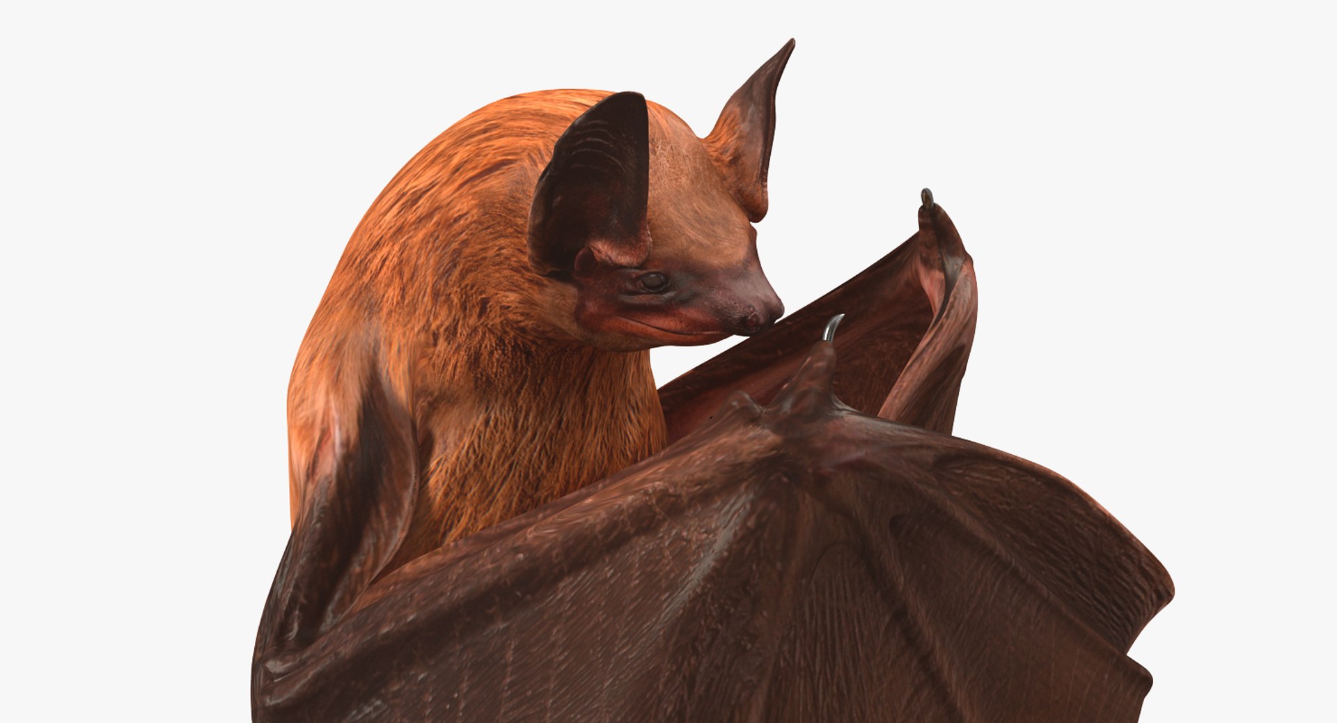 hanging bat 3ds