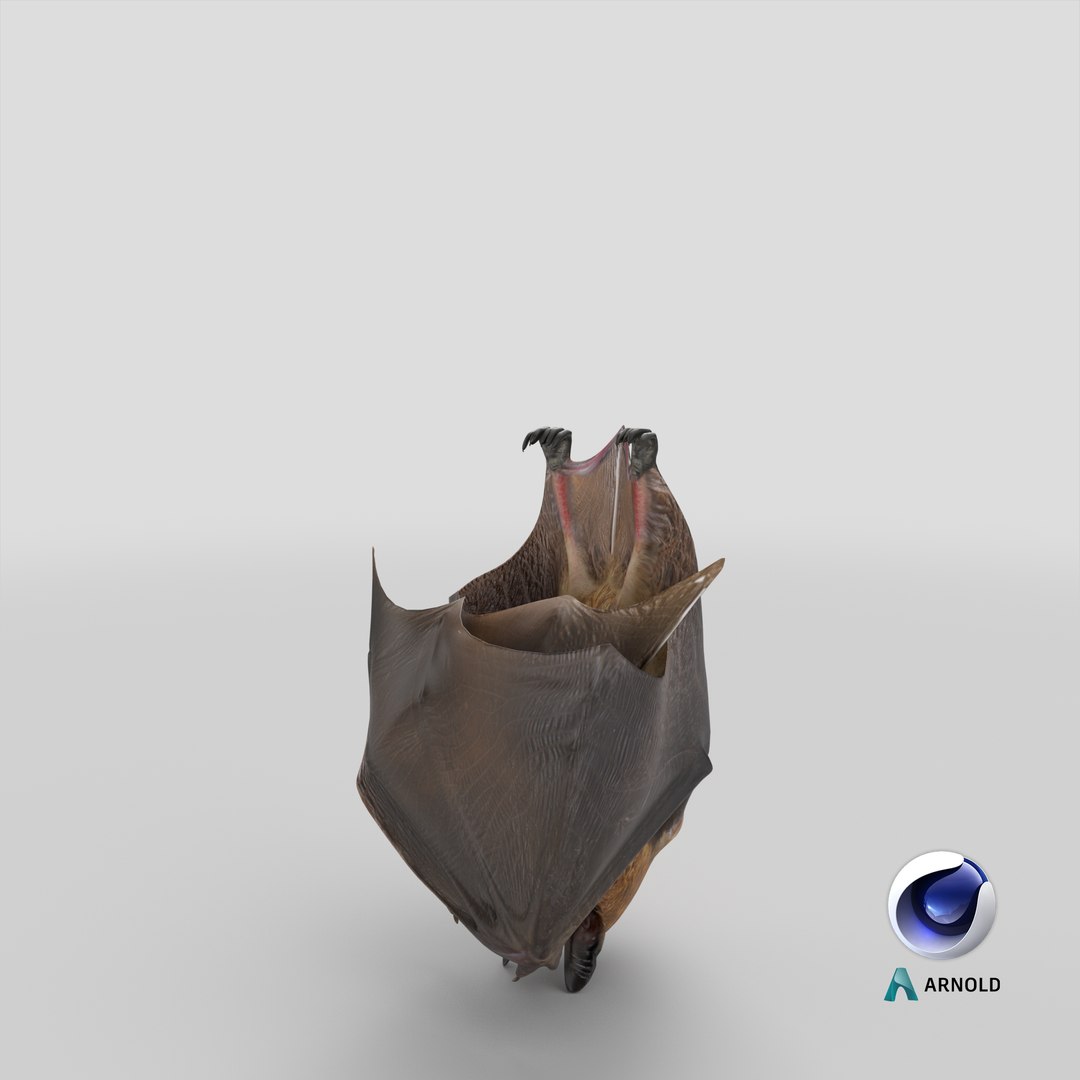 hanging bat 3ds