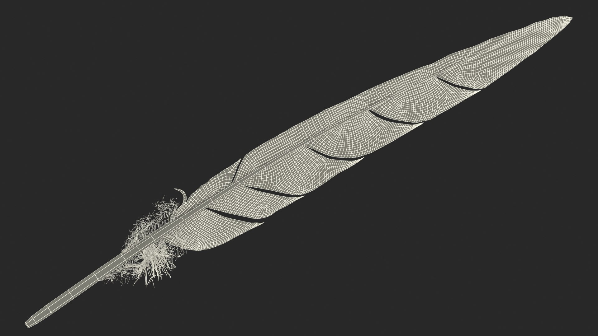 Gull Feather 3D - TurboSquid 2163545