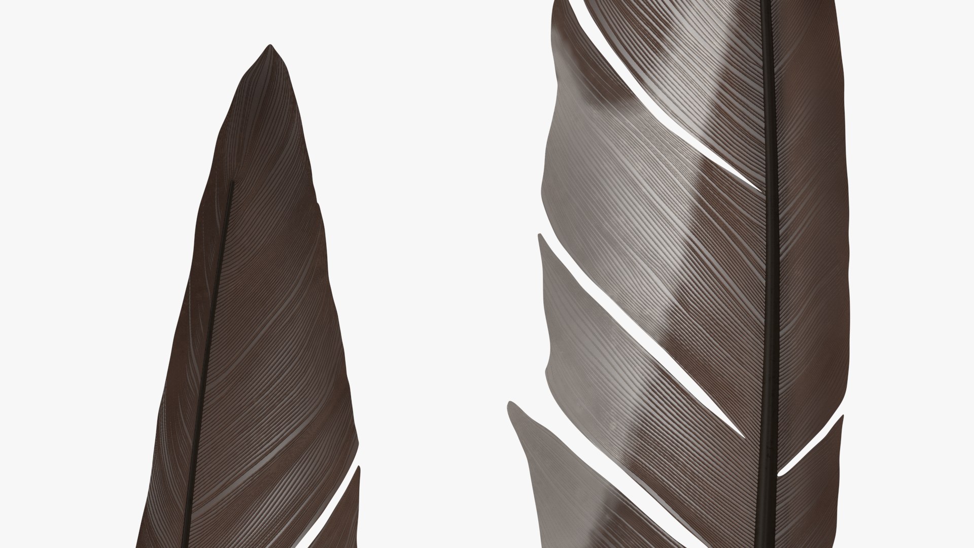 Gull Feather 3D - TurboSquid 2163545