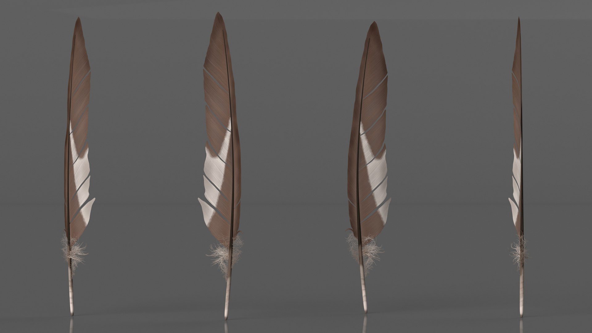 Gull Feather 3D - TurboSquid 2163545