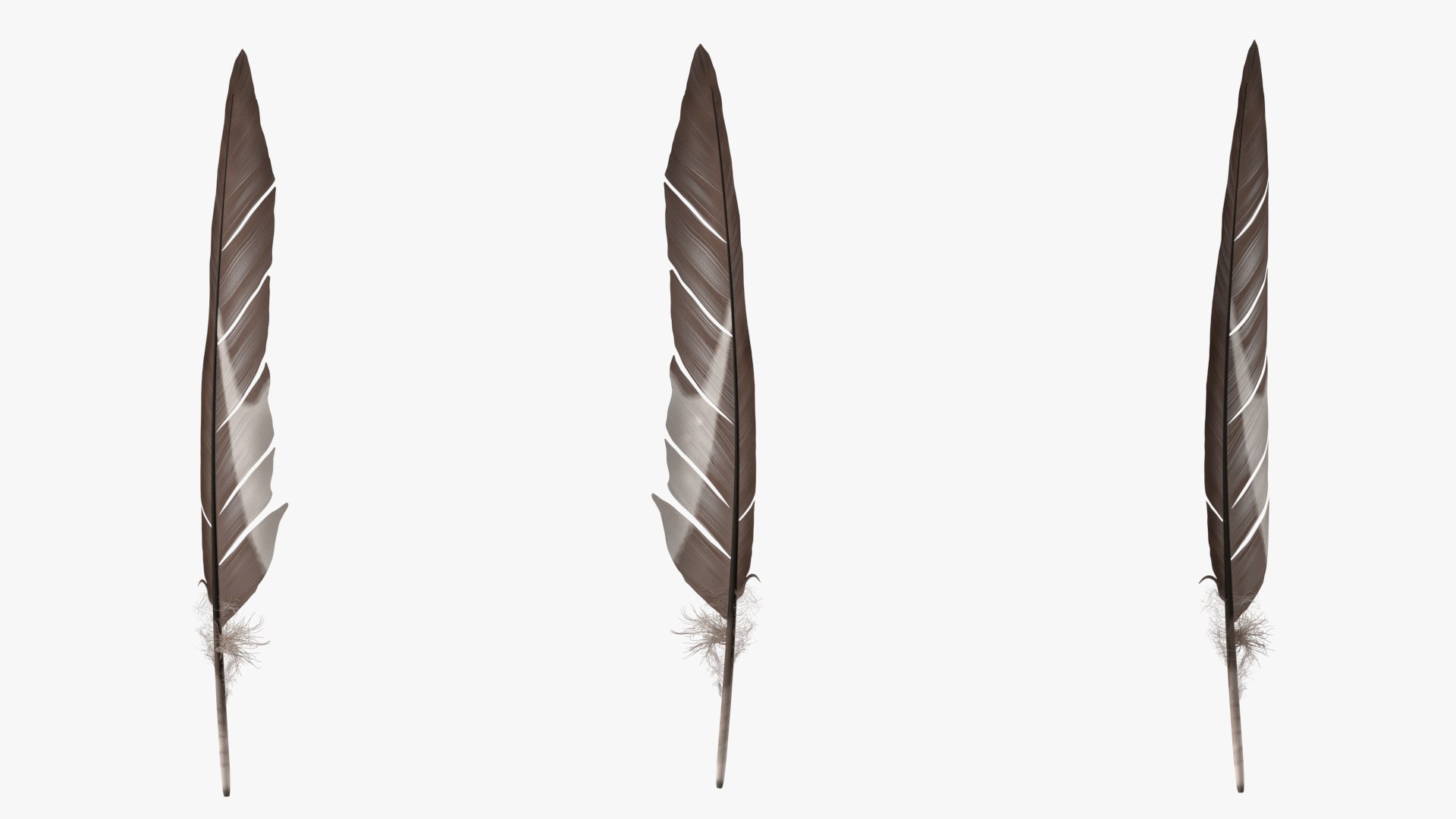 Gull Feather 3D - TurboSquid 2163545