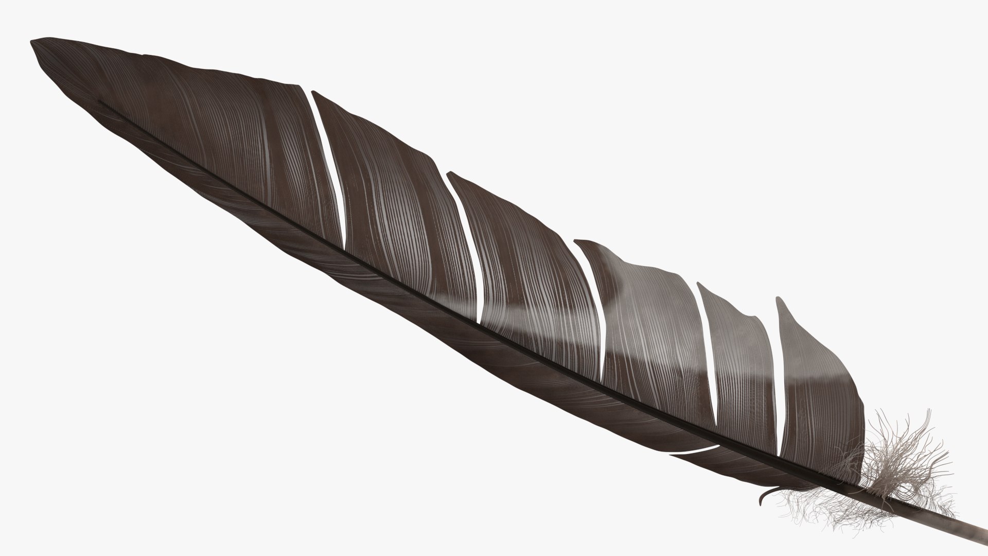 Gull Feather 3D - TurboSquid 2163545