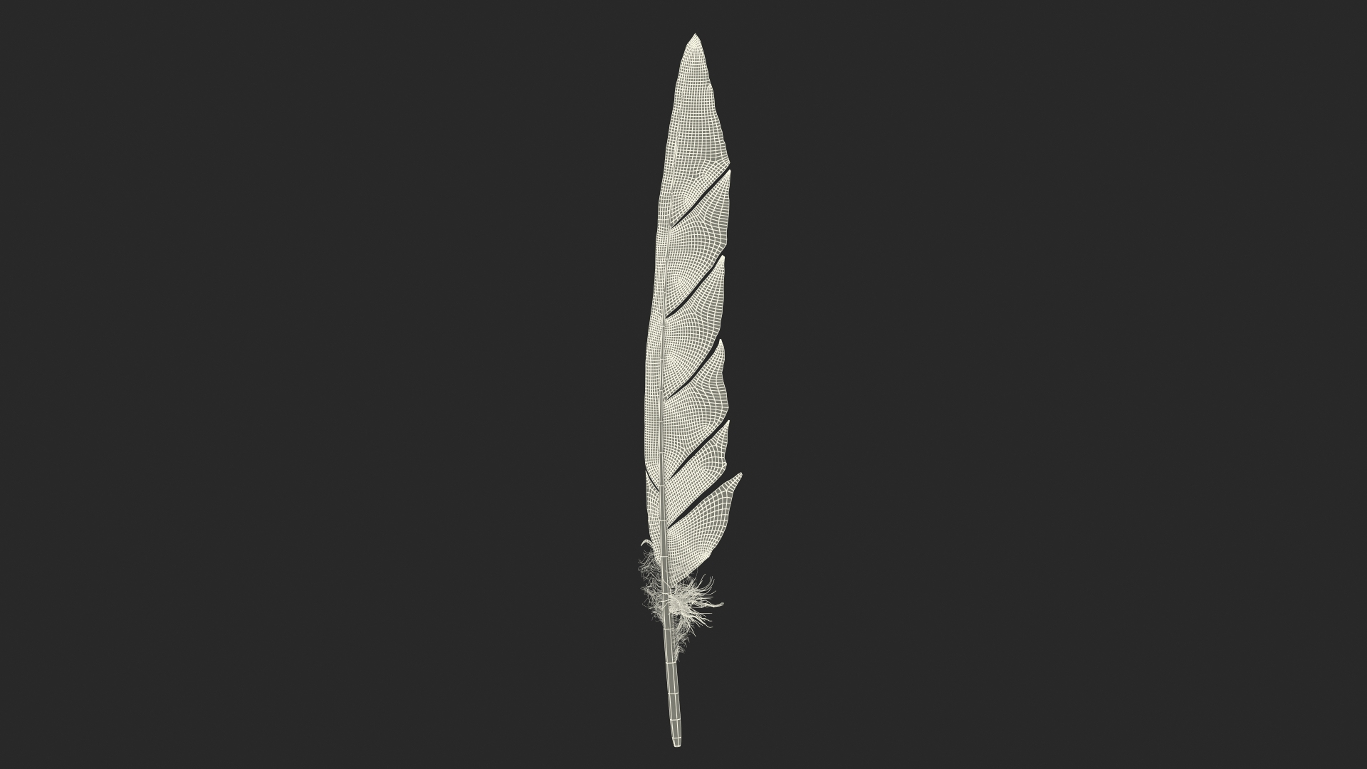 Gull Feather 3D - TurboSquid 2163545