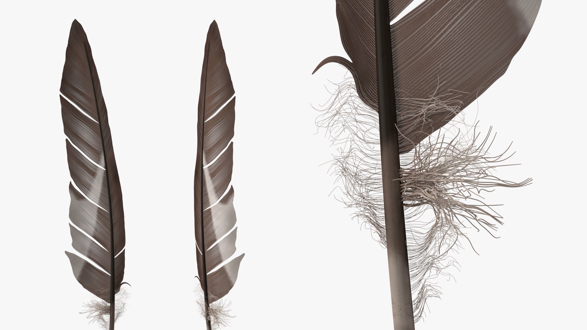 Gull Feather 3D - TurboSquid 2163545