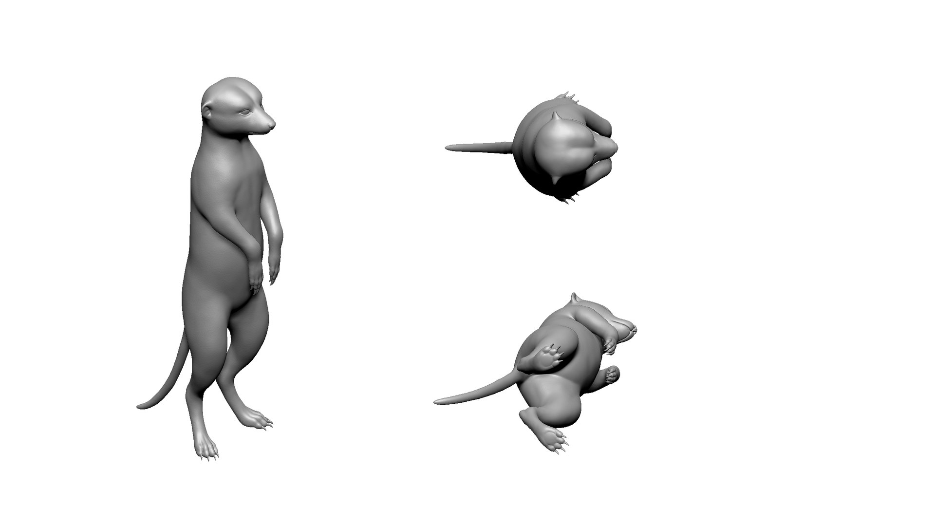 Meerkat Model - TurboSquid 2277917