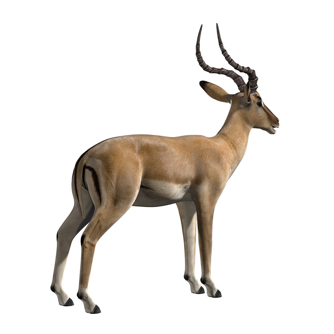 3d impala modeled model