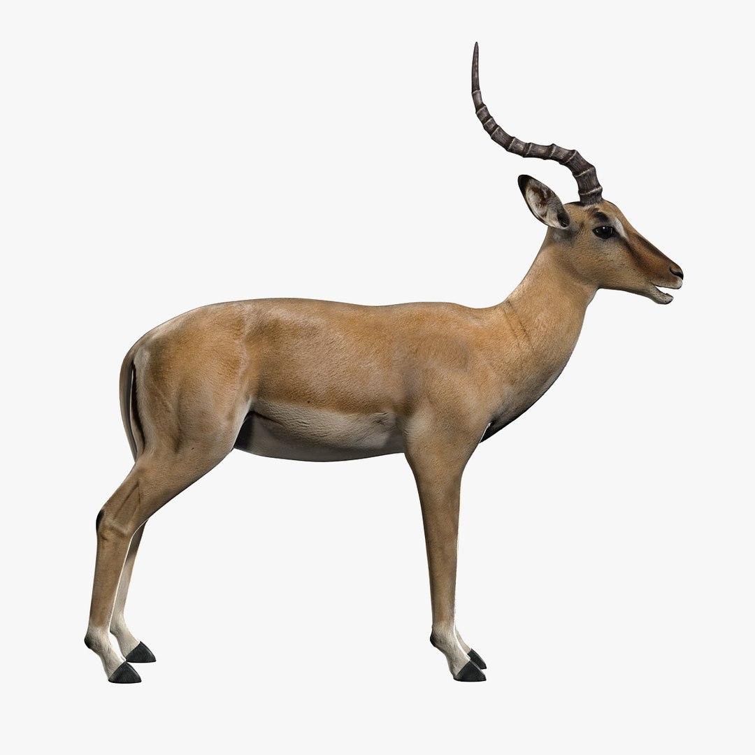 3d impala modeled model