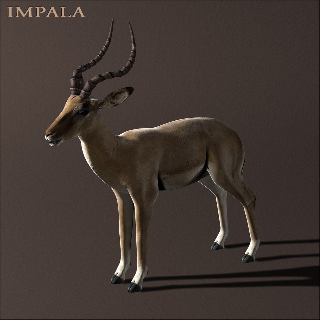 3d impala modeled model
