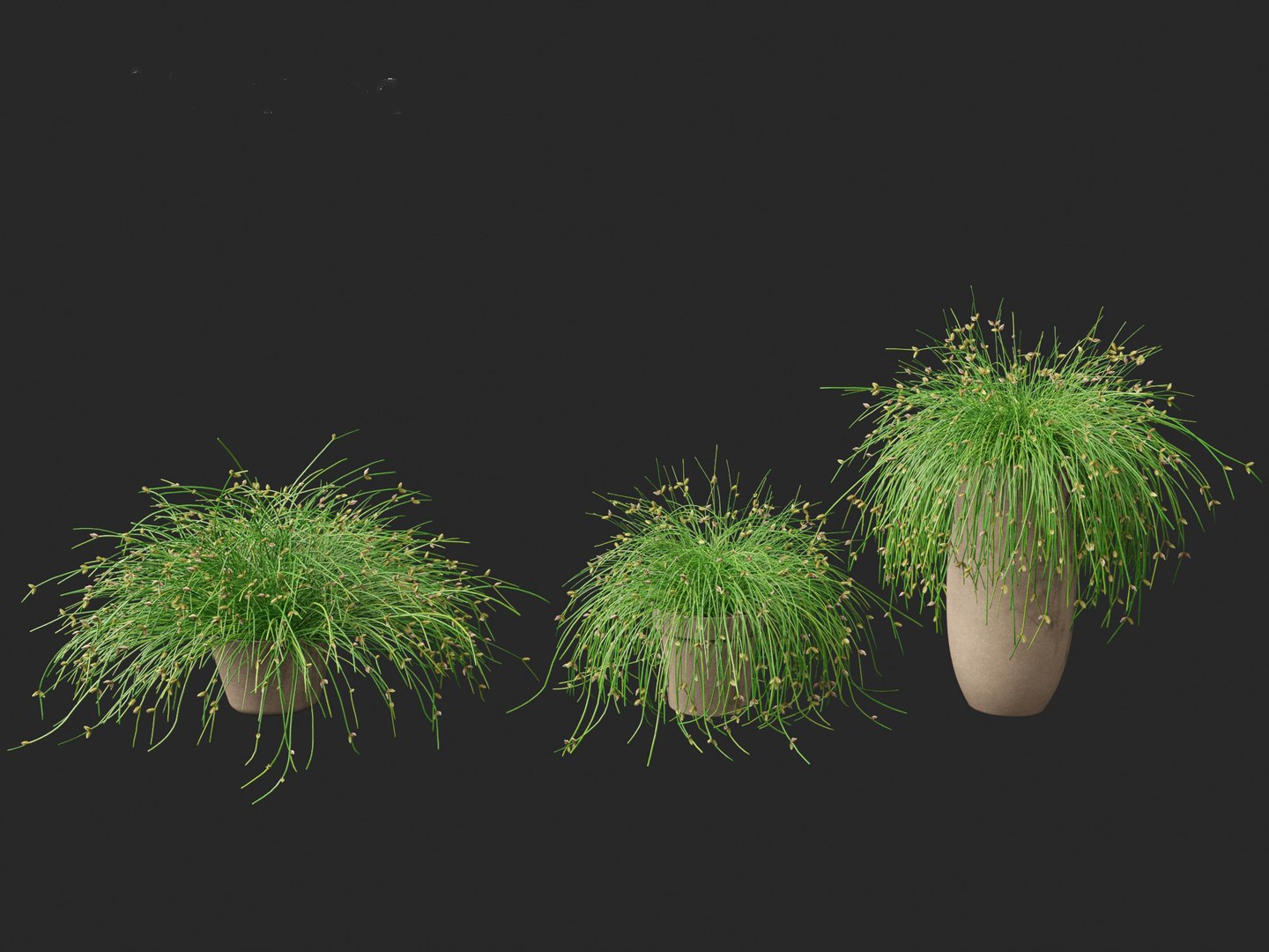 3D Isolepis Cernua - Slender Club-rush Model - TurboSquid 2149450