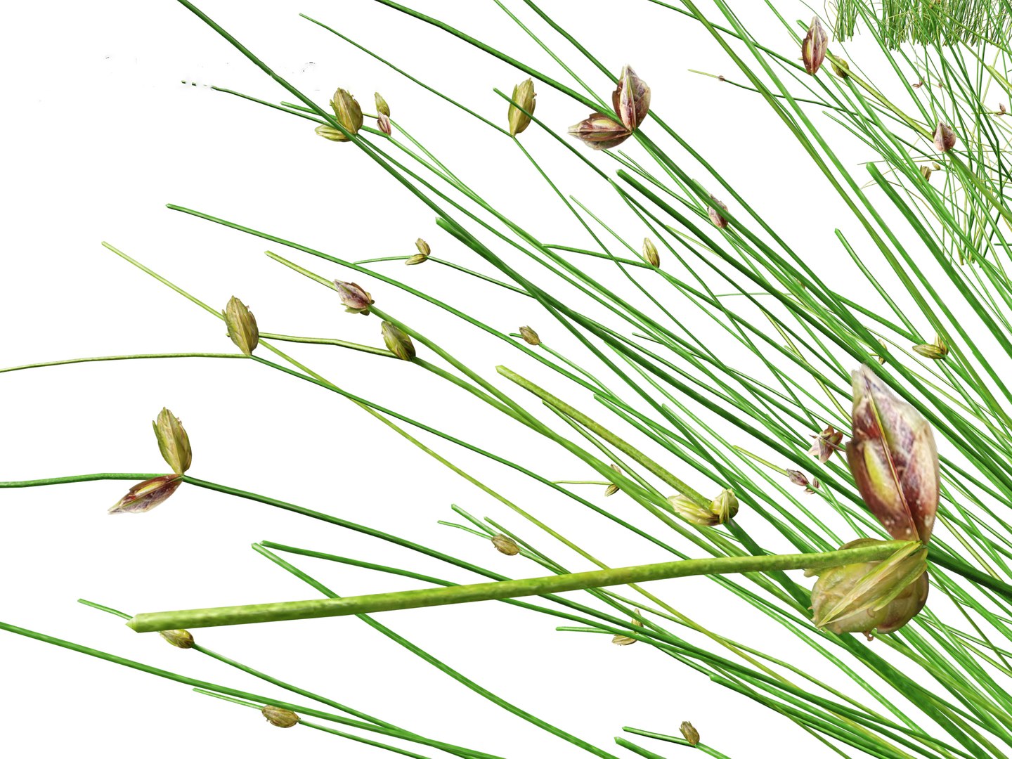 3D Isolepis Cernua - Slender Club-rush Model - TurboSquid 2149450