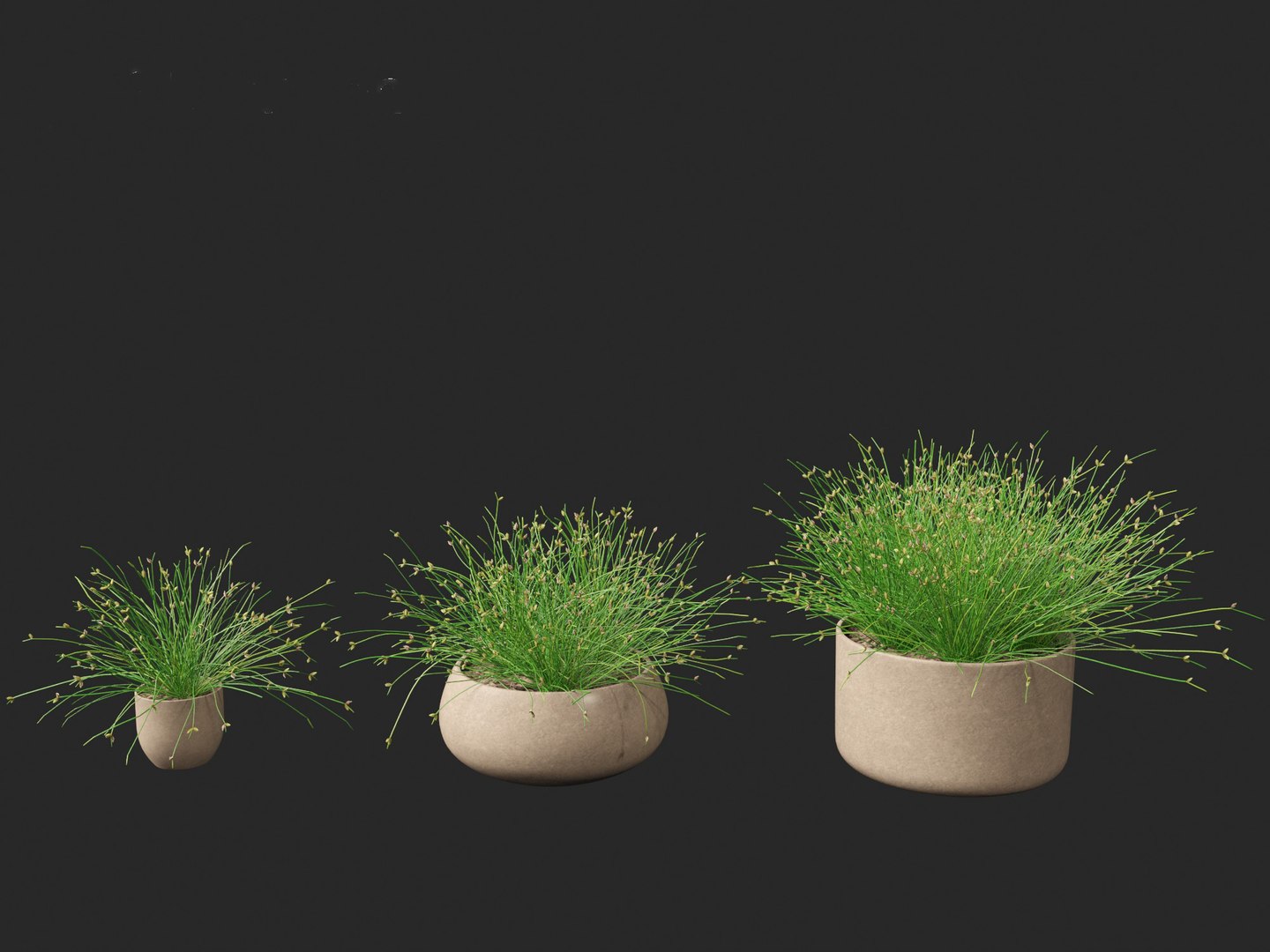 3D Isolepis Cernua - Slender Club-rush Model - TurboSquid 2149450