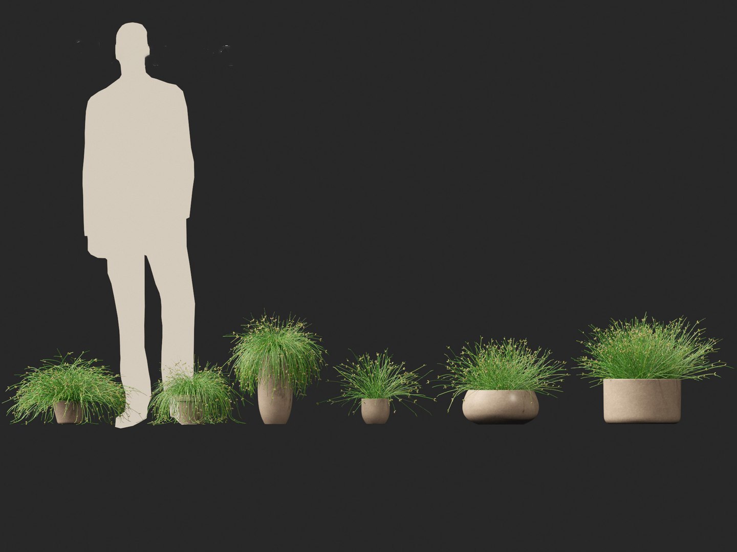 3D Isolepis Cernua - Slender Club-rush Model - TurboSquid 2149450