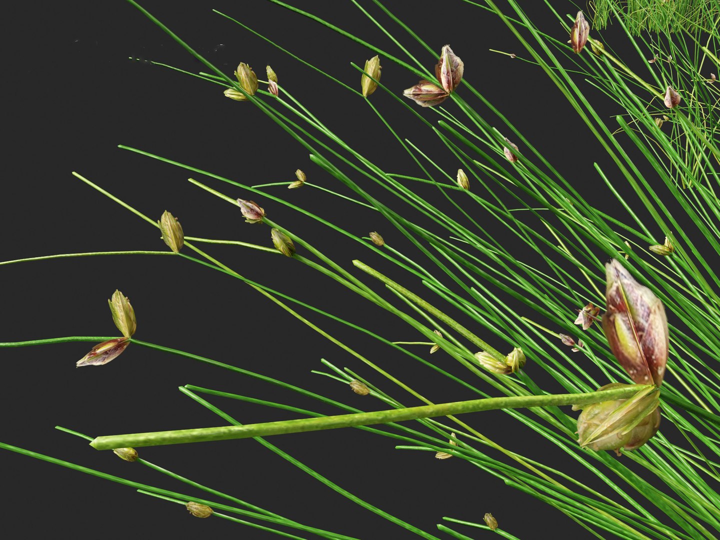 3D Isolepis Cernua - Slender Club-rush Model - TurboSquid 2149450