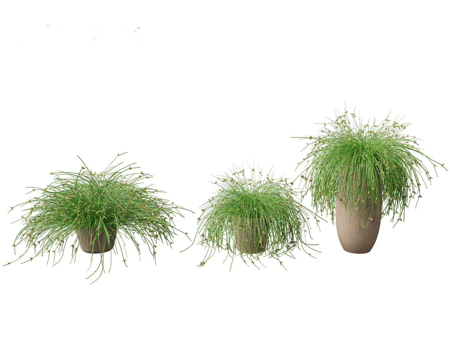 3D Isolepis Cernua - Slender Club-rush Model - TurboSquid 2149450
