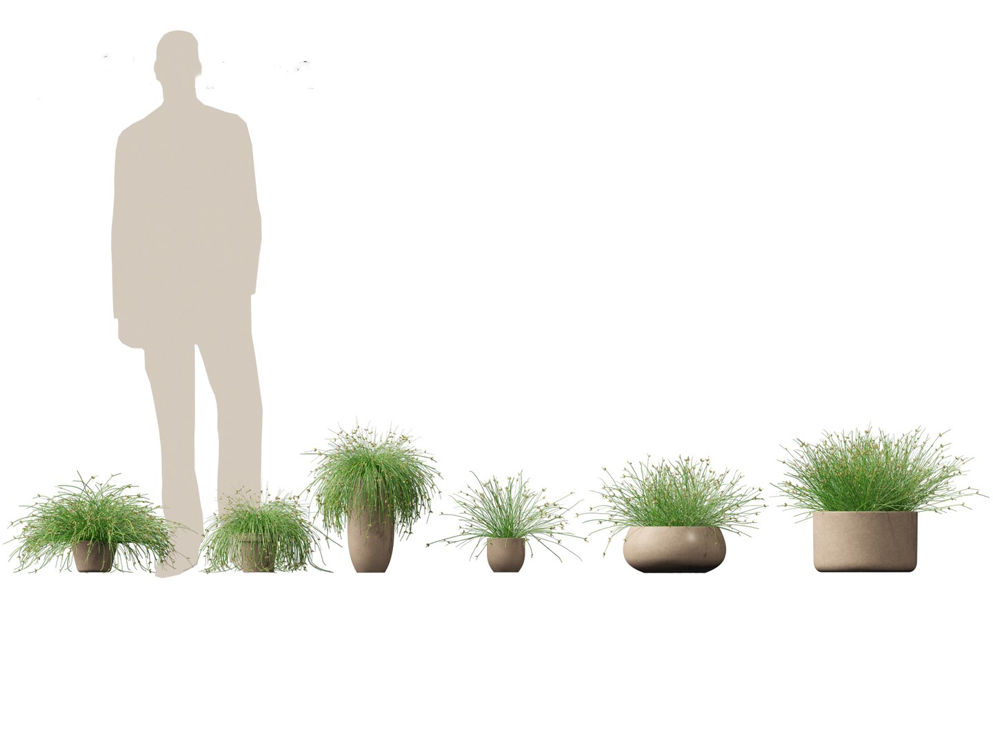 3D Isolepis Cernua - Slender Club-rush Model - TurboSquid 2149450