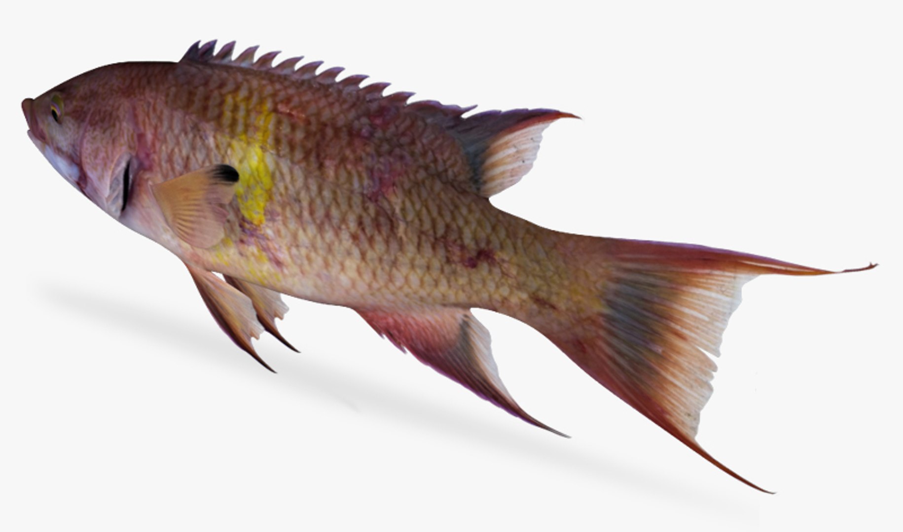 3d mexican hogfish model