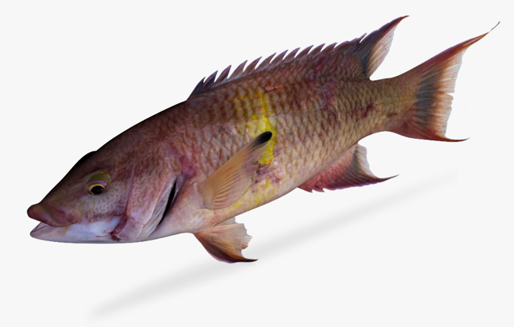 3d mexican hogfish model