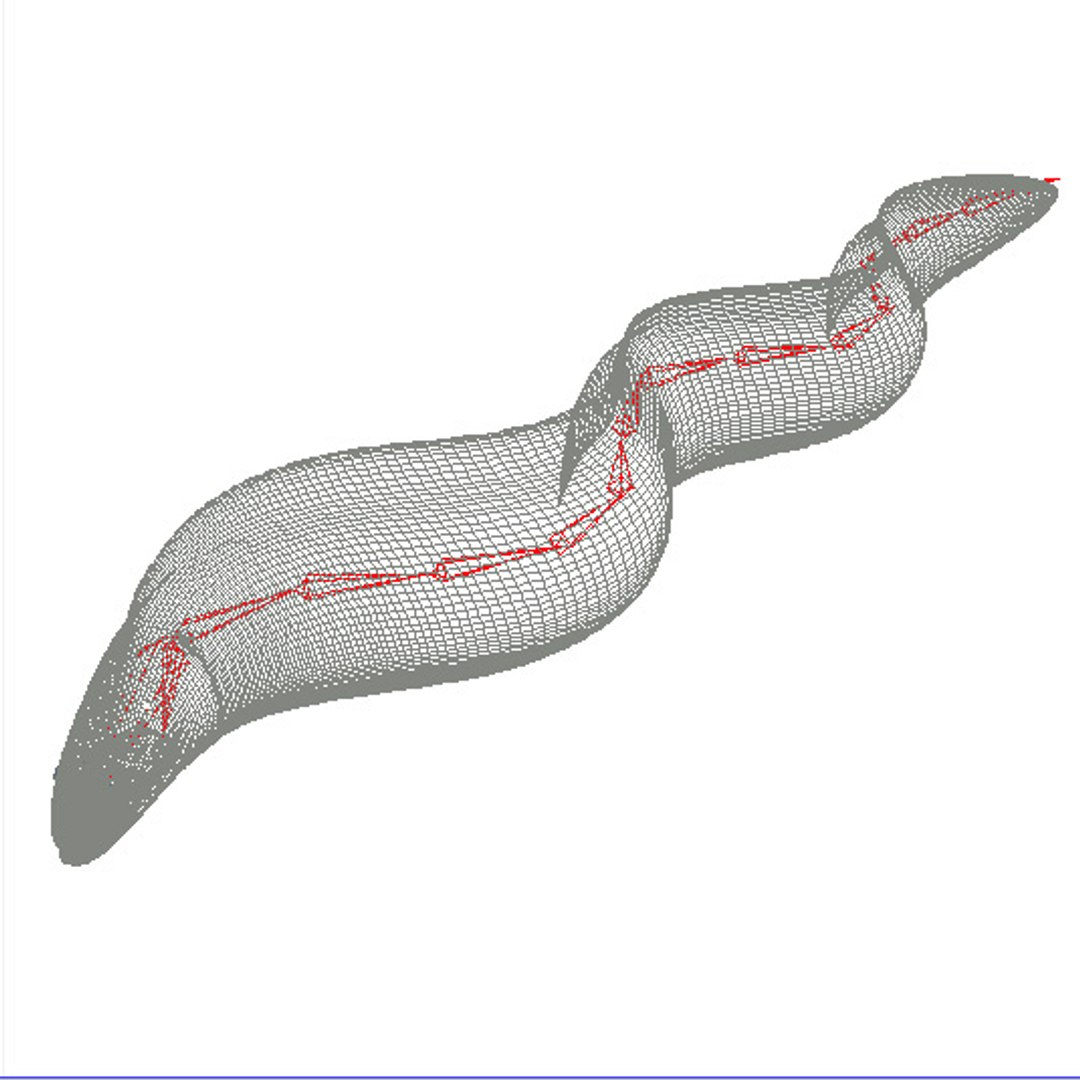 3d Eel Fish Model