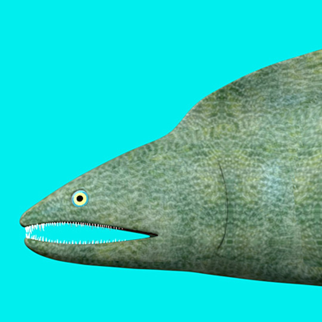 3d Eel Fish Model
