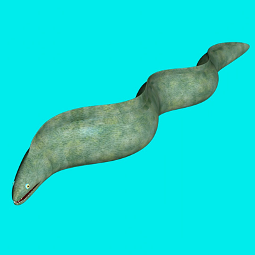3d Eel Fish Model