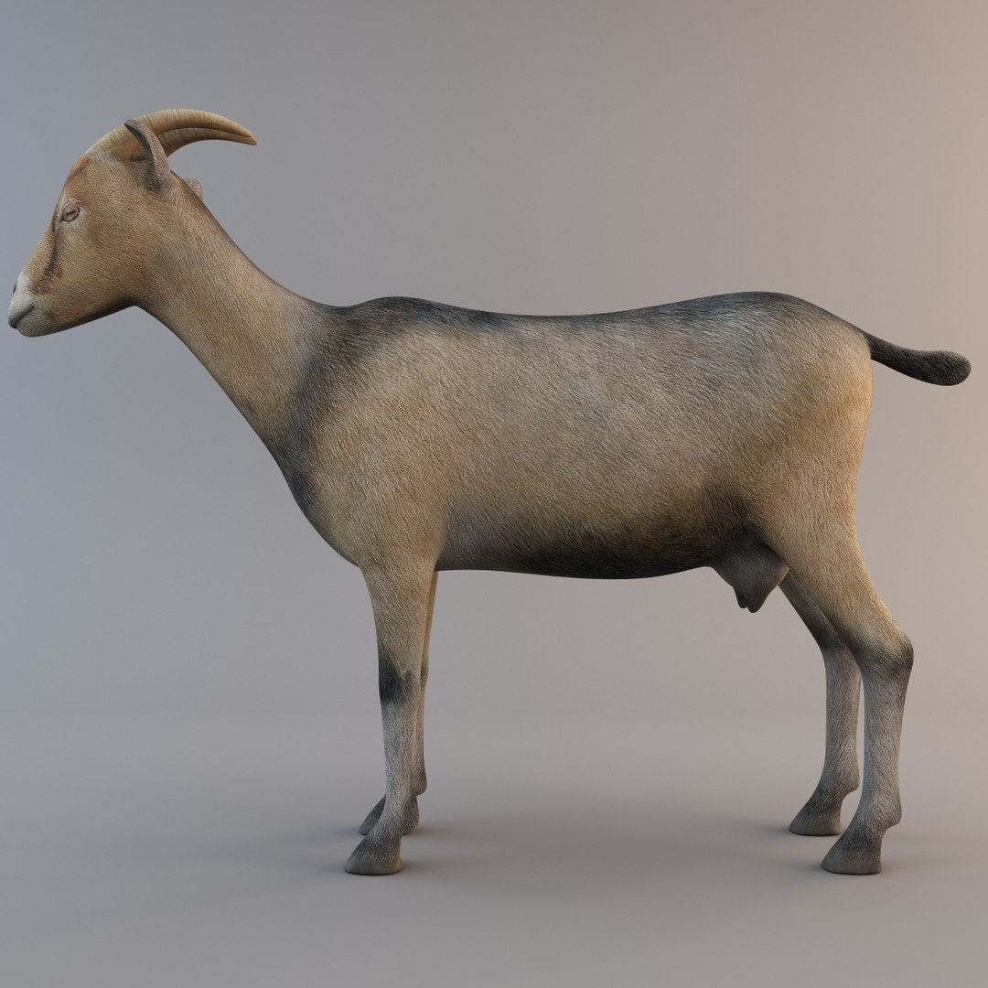 domestic goat capra hircus