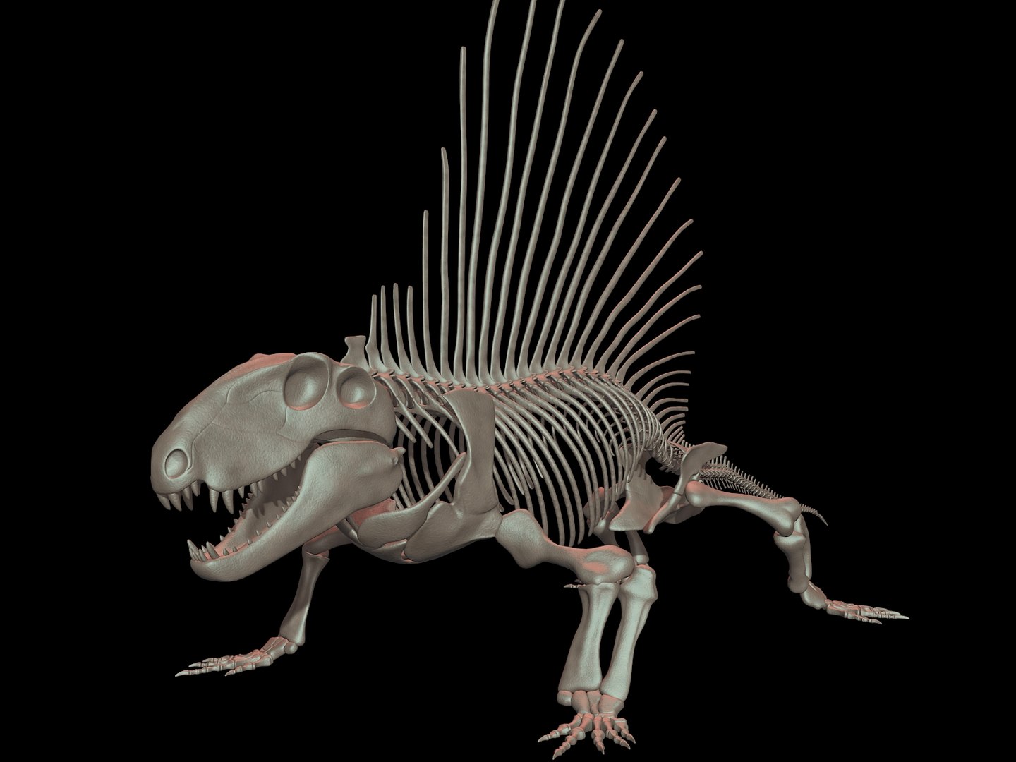 Dimetrodon skeleton 3D model - TurboSquid 1228656