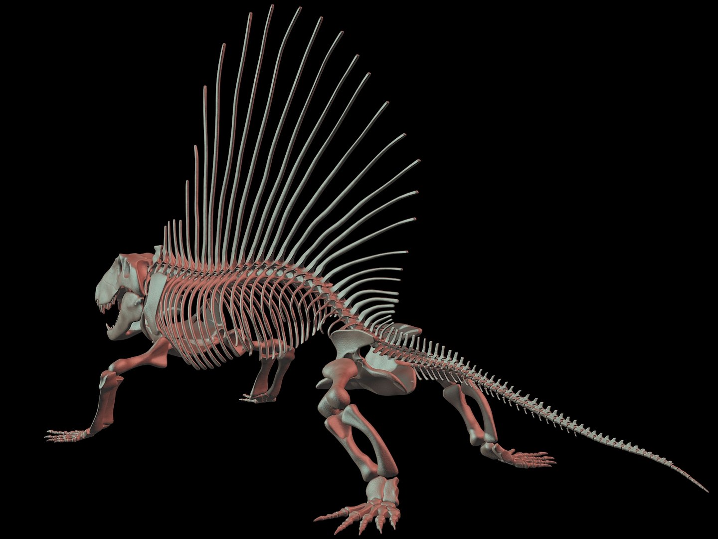 Dimetrodon skeleton 3D model - TurboSquid 1228656