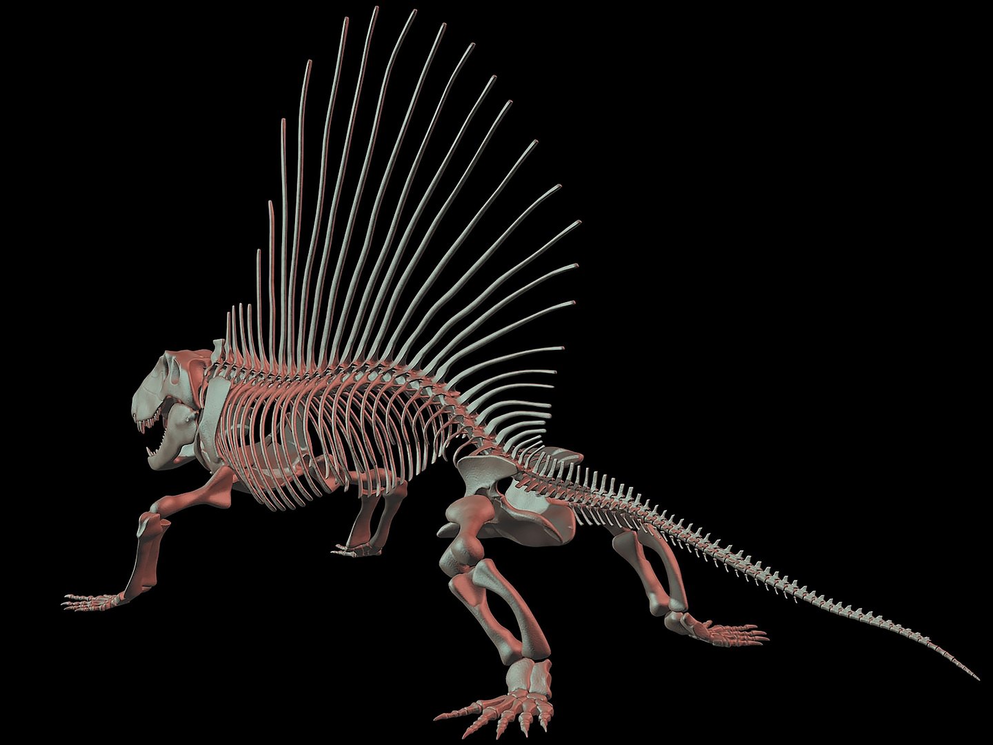 Dimetrodon Skeleton 3D Model - TurboSquid 1228656